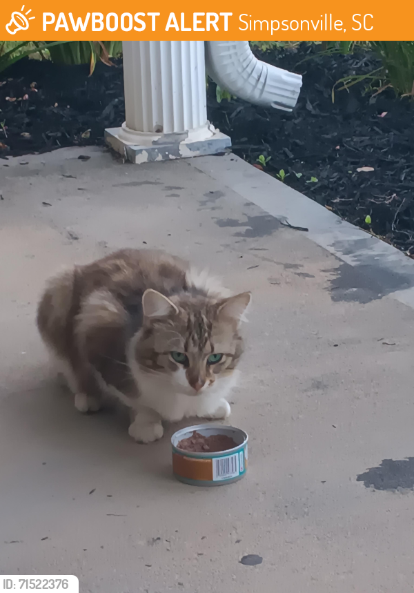 Simpsonville, SC Stray Cat Found Near Falling Spring Ct Simpsonville SC ...