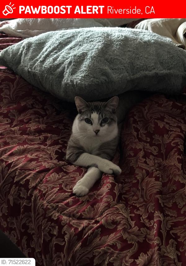 Riverside, CA Lost Male Cat, Milo Is Missing | PawBoost