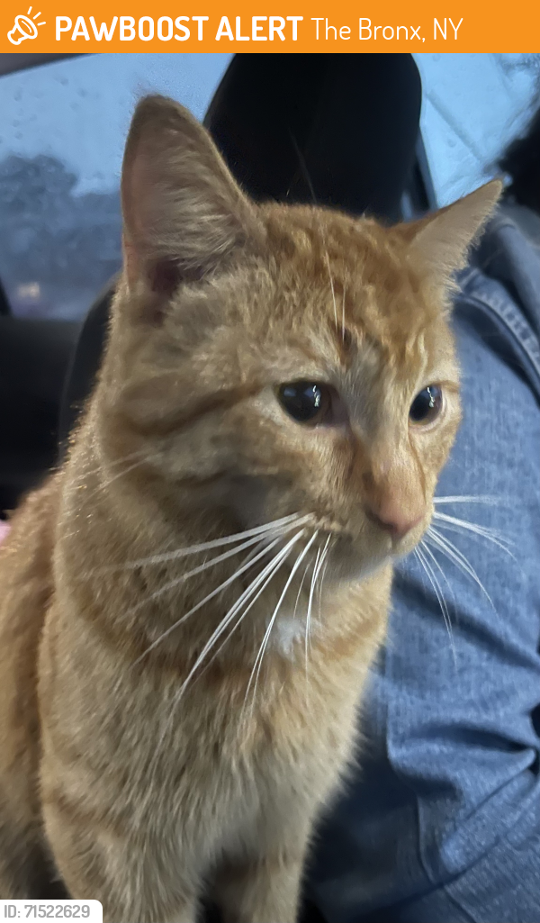The Bronx, NY Stray Cat Found Near Lafayette Avenue | PawBoost