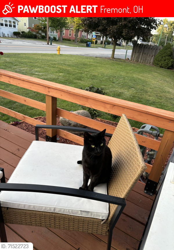 Fremont, OH Lost Male Cat, Mittens Is Missing | PawBoost