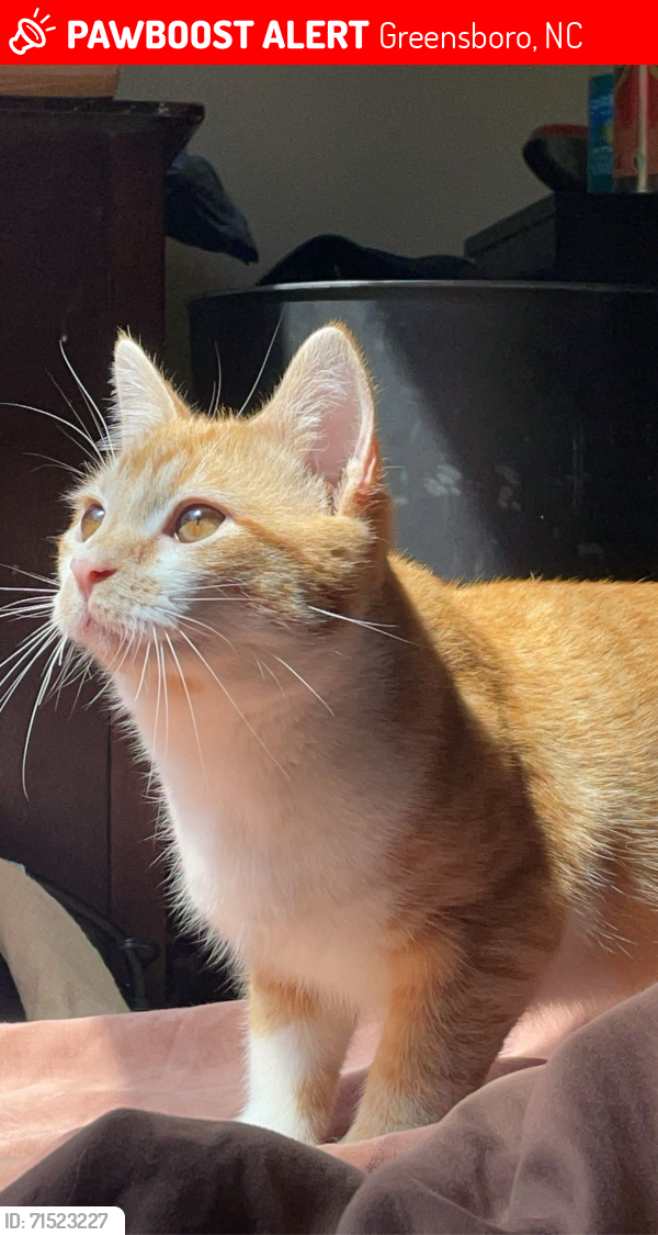 Greensboro, NC Lost Male Cat, Archie Is Missing | PawBoost