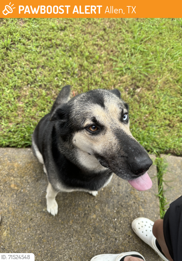 Allen, TX Stray Female Dog Found Near Found roaming the street | PawBoost