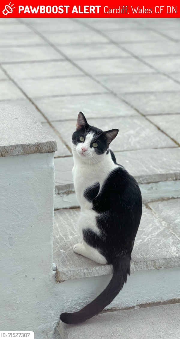 Cardiff, Wales Lost Male Cat, Milo Is Missing | PawBoost