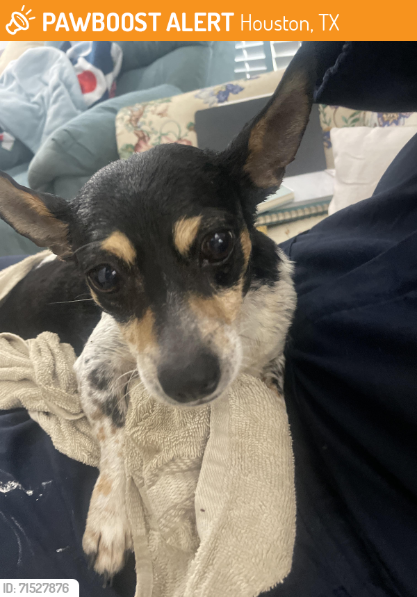 Houston, TX Stray Male Dog Found Near Bissonnet and Hwy 59 | PawBoost