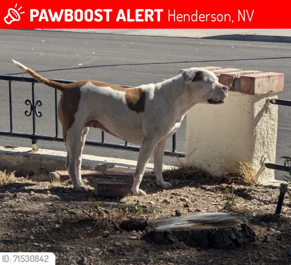 Henderson, NV Lost Female Dog, Emma Is Missing | PawBoost