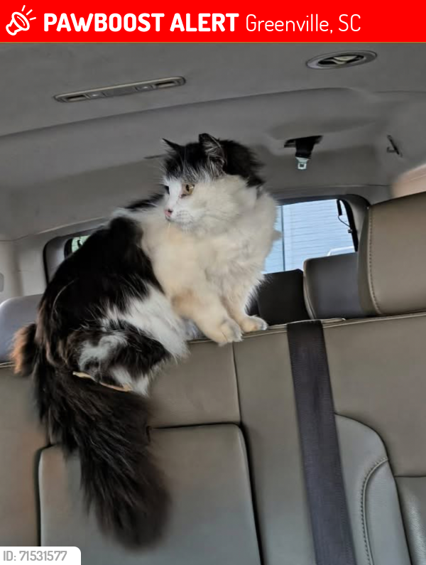 Greenville, SC Lost Male Cat, Percy Is Missing | PawBoost