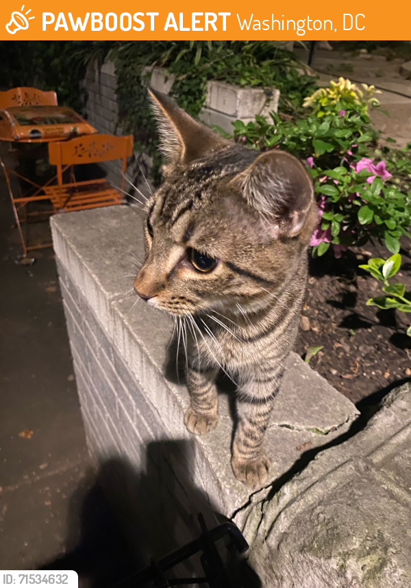 Washington, DC Stray Cat Found Near 13th St. and Columbia Rd NW | PawBoost