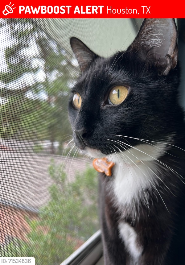 Houston, TX Lost Male Cat, Oreo Is Missing | PawBoost