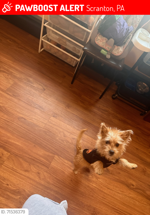 Scranton, PA Lost Female Dog, Luna Is Missing | PawBoost