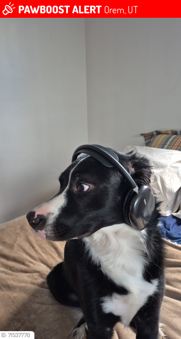 Orem, UT Lost Male Dog, Maxie Is Missing | PawBoost