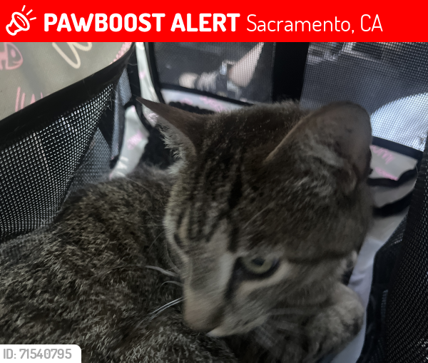 Sacramento, CA Lost Male Cat, Ziggy/Skitz Is Missing | PawBoost