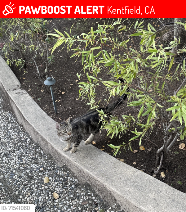 Kentfield, CA Lost Male Cat, Tito Is Missing | PawBoost