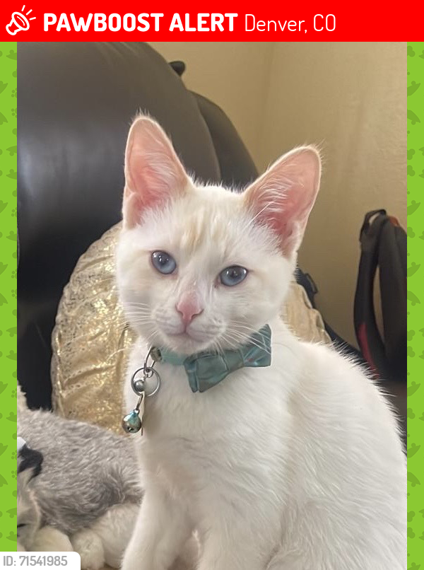 Denver, CO Lost Male Cat, NILO Is Missing | PawBoost