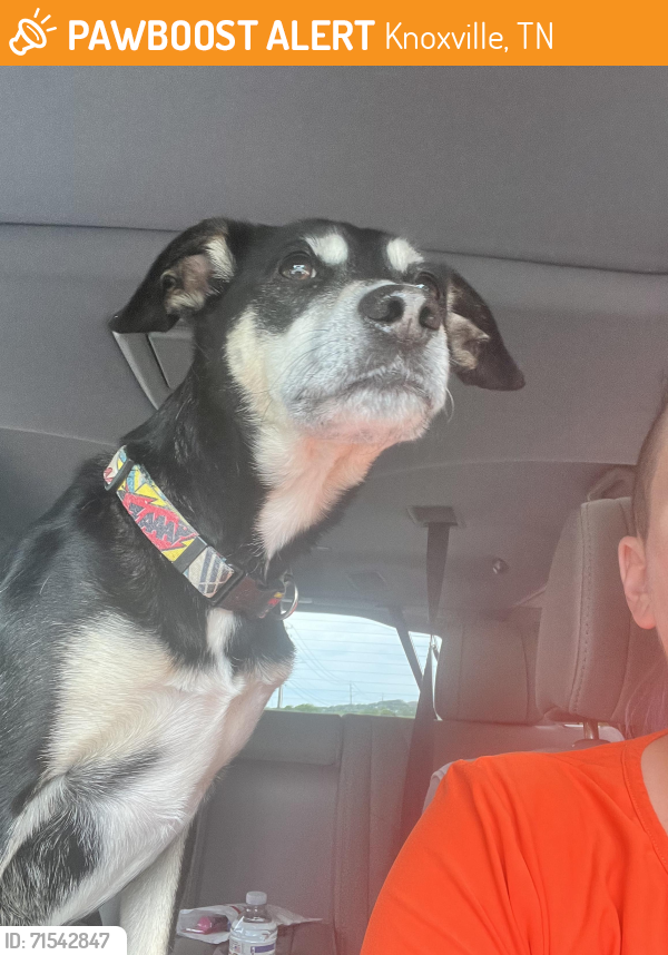 Knoxville, TN Stray Female Dog Found Near West town mall | PawBoost