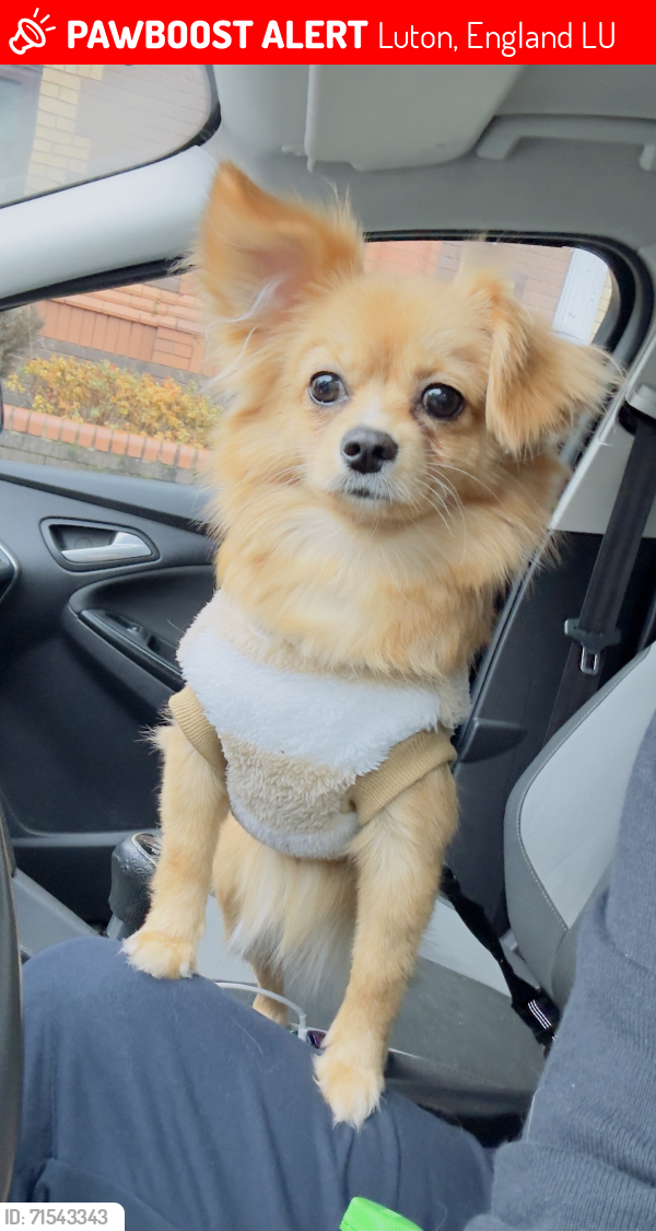 Luton, England Lost Female Dog, Sai Pavan Kanta Is Missing | PawBoost