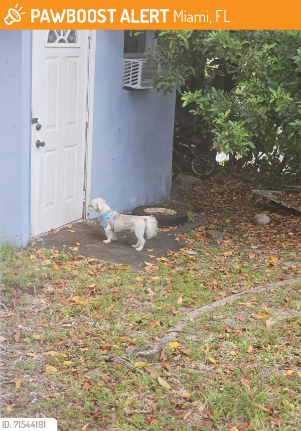 Miami, FL Stray Dog Found Near Near Terrace | PawBoost