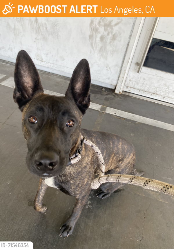 Los Angeles, CA Stray Female Dog Found Near 81st and Hoover st | PawBoost