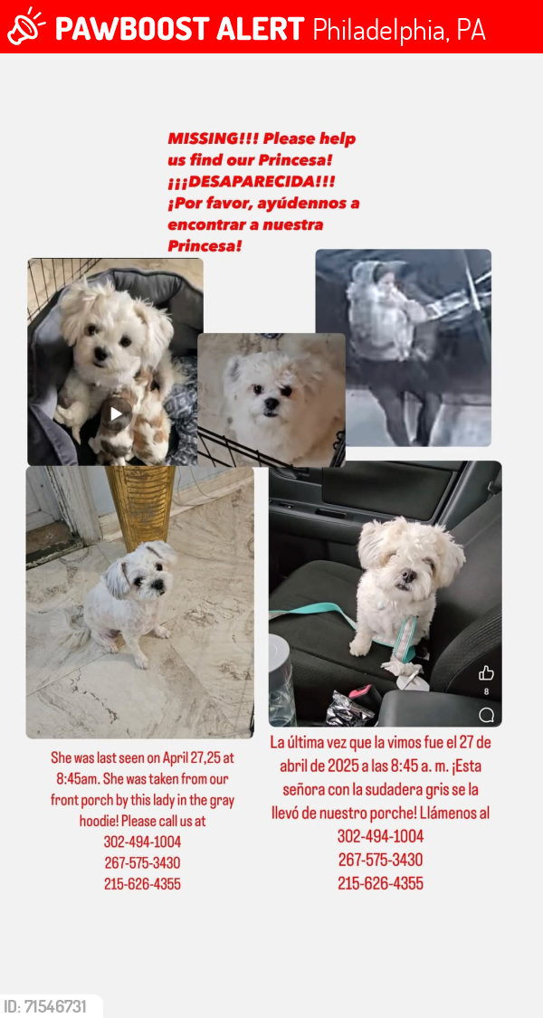 Philadelphia, PA Lost Female Dog, Princesa Is Missing | PawBoost