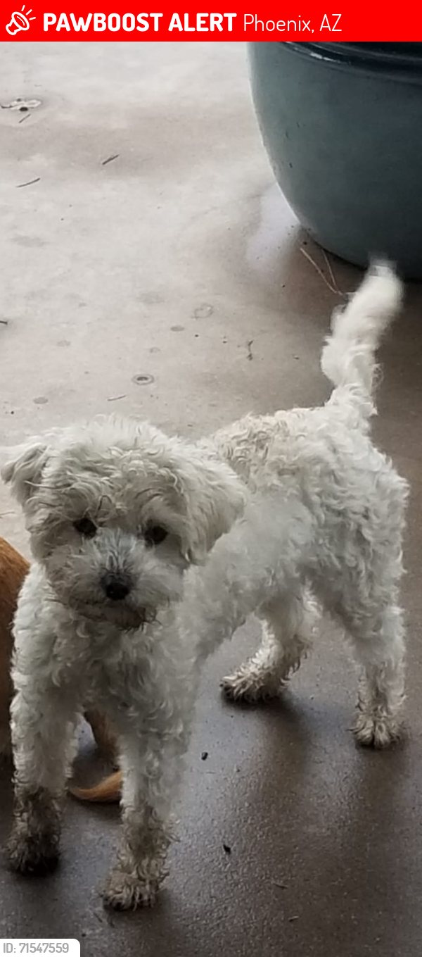 Phoenix, AZ Lost Female Dog, Mimi Is Missing | PawBoost