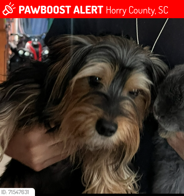 Horry County, SC Lost Male Dog, Miggy Is Missing | PawBoost