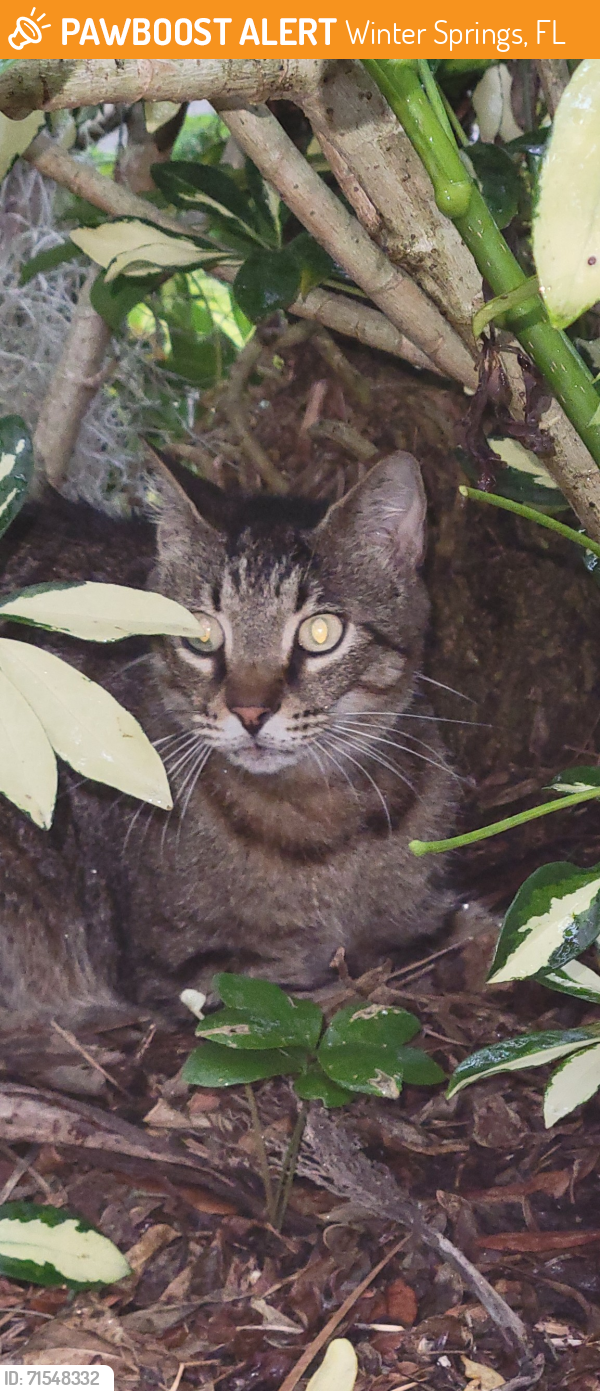 Winter Springs, FL Stray Cat Found Near Howell Creek Reserve | PawBoost