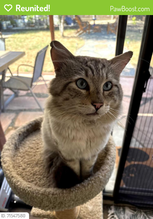 Reunited Male Cat in Concord, CA 94519 (ID: 71547580) | PawBoost