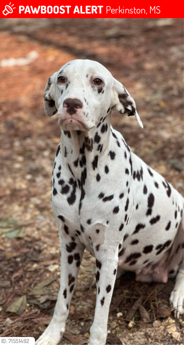 Perkinston, MS Lost Female Dog, Phoebe Is Missing | PawBoost