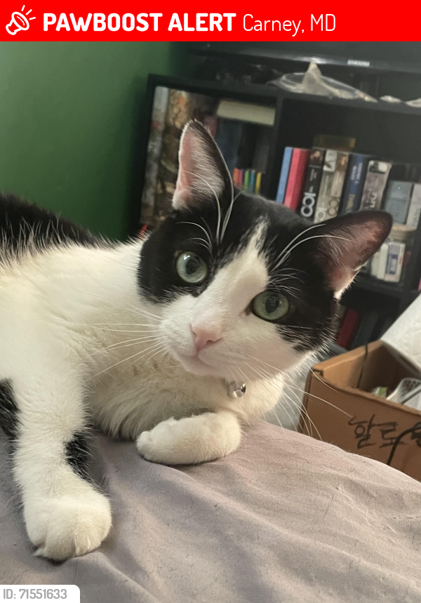 Carney, MD Lost Female Cat, Bailey Is Missing | PawBoost