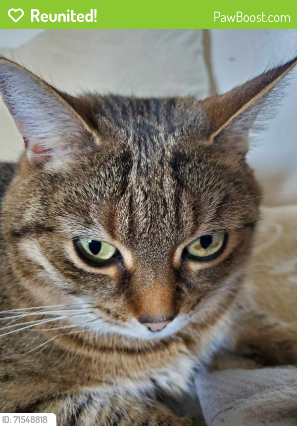 Reunited Female Cat in Québec, QC G1M 1L8 (ID: 71548818) | PawBoost