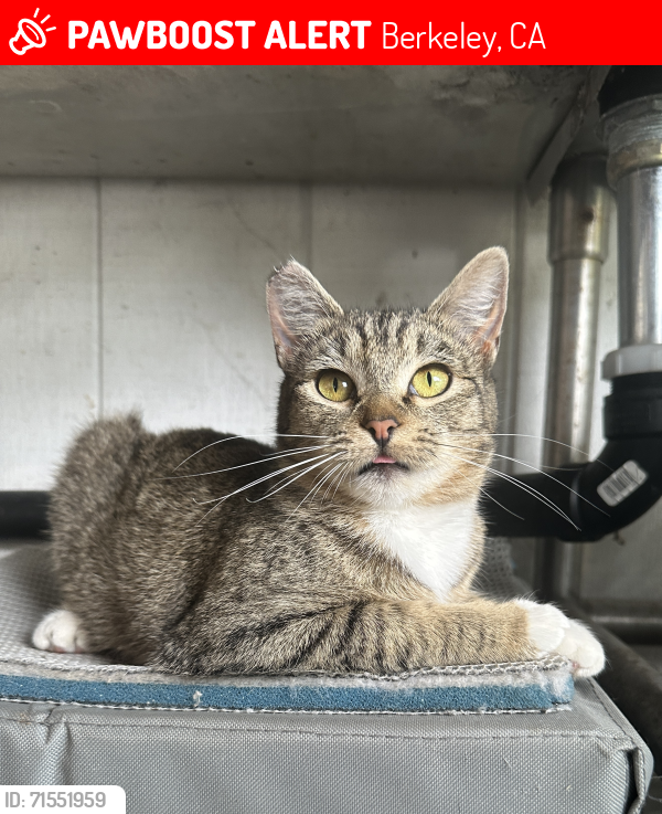 Berkeley, CA Lost Female Cat, Dory Is Missing | PawBoost