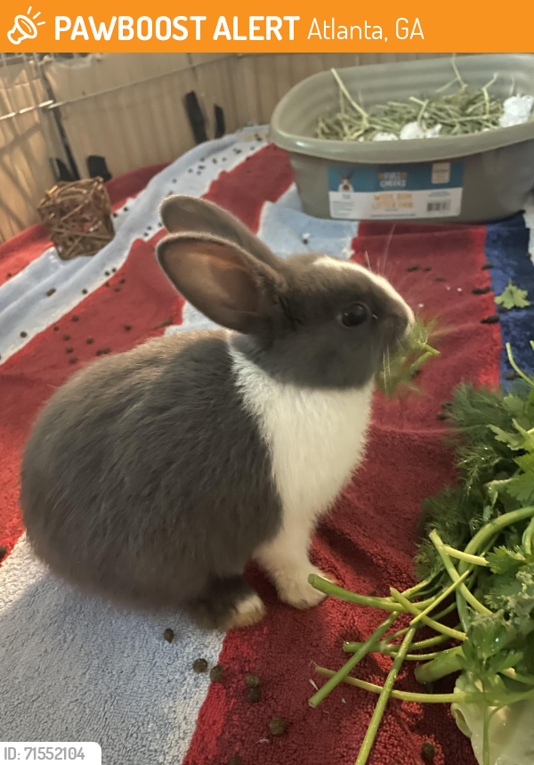 Rehomed Male Rabbit in Atlanta, GA 30341 (ID: 71552104) | PawBoost