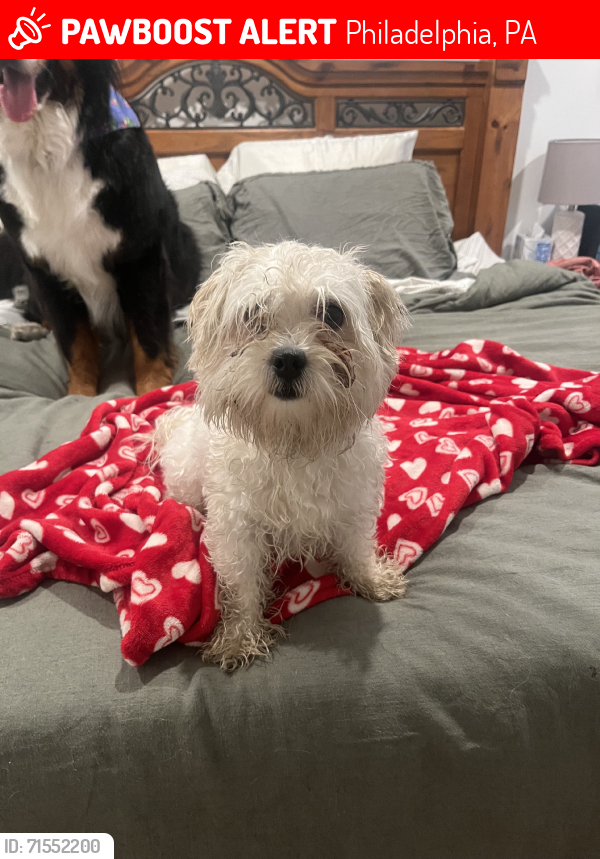 Philadelphia, PA Lost Male Dog, Unknown Is Missing | PawBoost