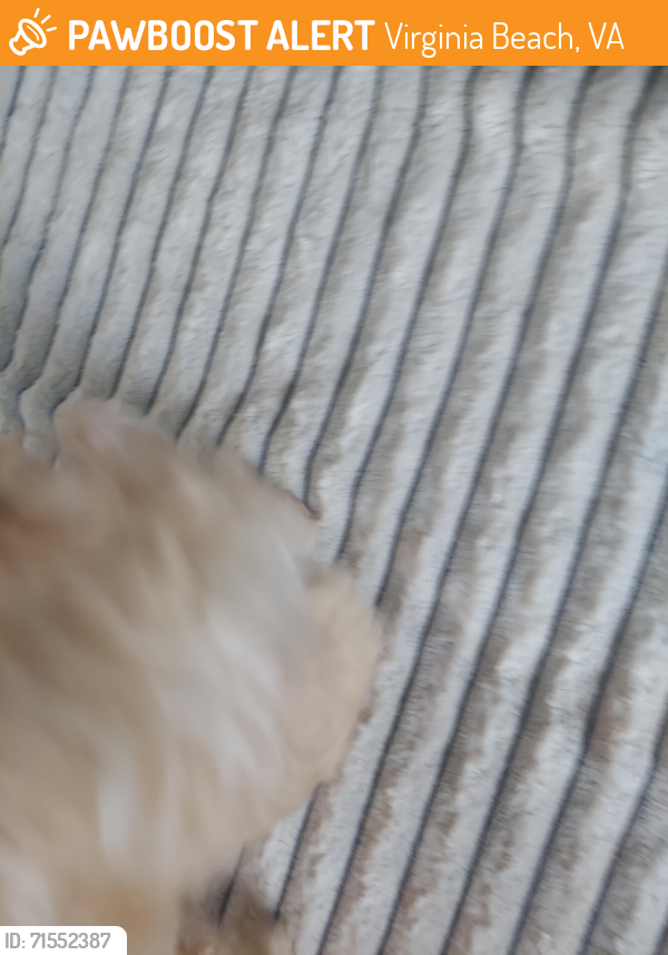 Virginia Beach, VA Stray Dog Found Near Wellfleet court | PawBoost