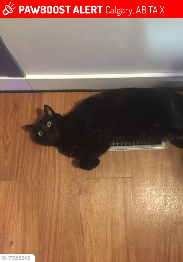 Calgary, AB Lost Female Cat, Tinkerbell Is Missing | PawBoost