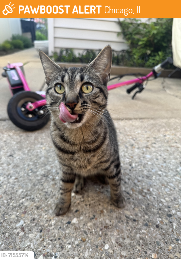 Chicago, IL Stray Cat Found Near Fransisco and Summerdale. Budlong ...