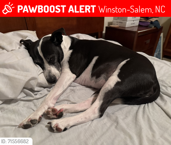 Winston-Salem, NC Lost Female Dog, Meera Is Missing | PawBoost