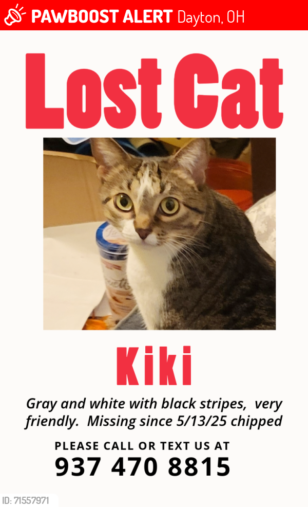 Dayton, OH Lost Female Cat, Kiki Is Missing | PawBoost
