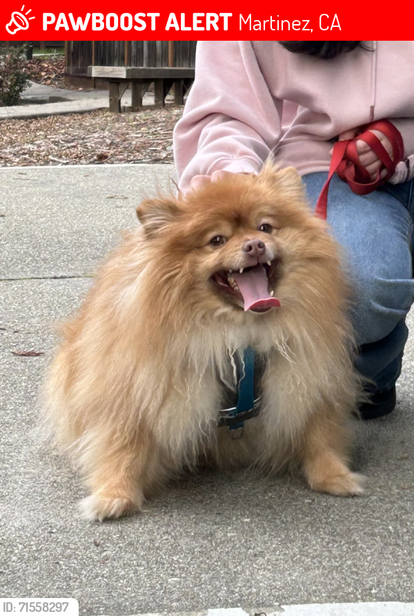 Martinez, CA Lost Male Dog, Osito Is Missing | PawBoost