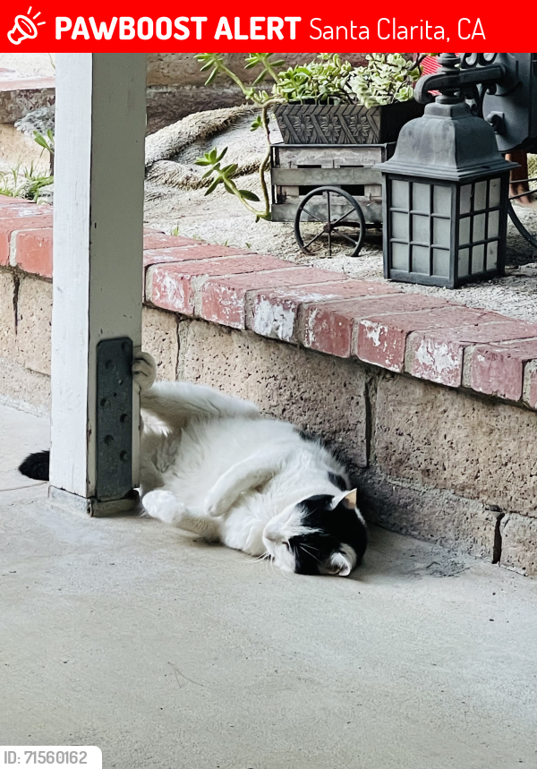 Santa Clarita, CA Lost Male Cat, Mylo Is Missing | PawBoost