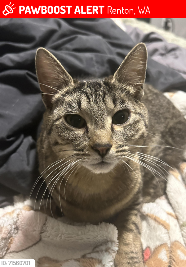 Renton, WA Lost Female Cat, Aiko Mae Is Missing | PawBoost