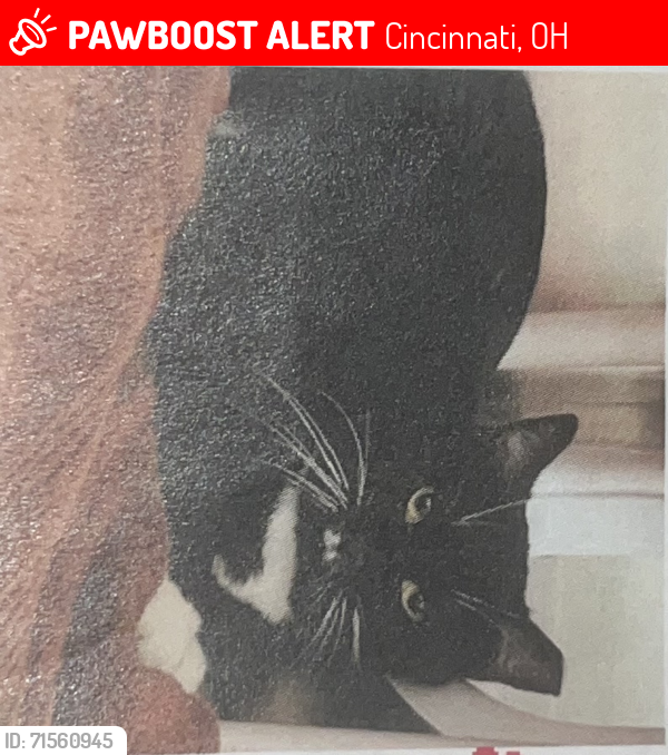 Cincinnati, OH Lost Female Cat, Persephone Is Missing | PawBoost