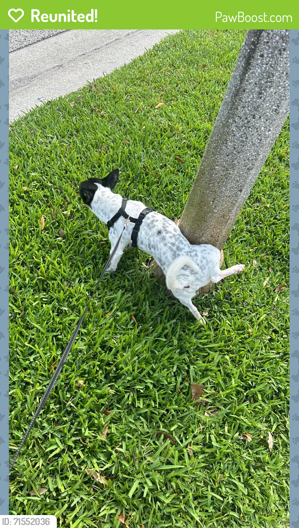 Reunited Male Dog in New Port Richey, FL 34653 (ID: 71552036) | PawBoost