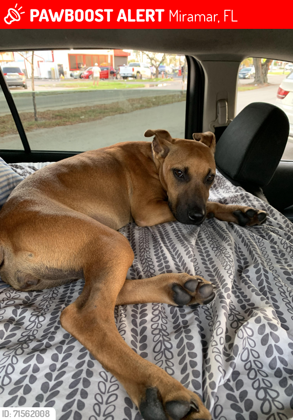 Miramar, FL Lost Female Dog, Summer Is Missing | PawBoost