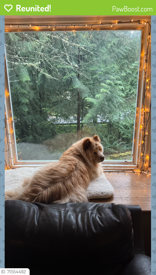Reunited Female Dog in Redmond, WA 98053 (ID: 71554492) | PawBoost