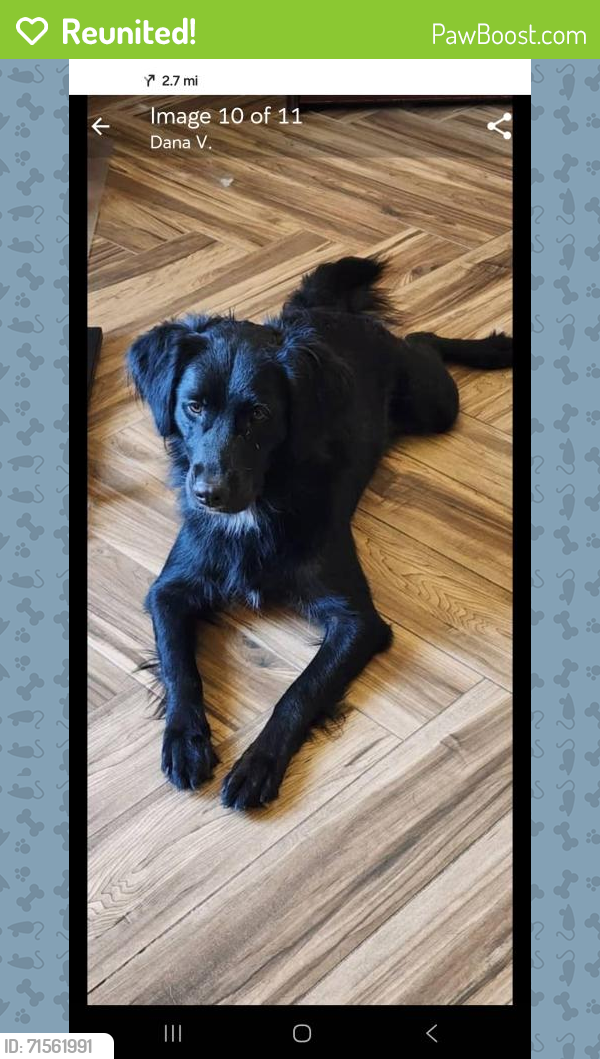 Reunited Female Dog in Kissimmee, FL 34746 (ID: 71561991) | PawBoost