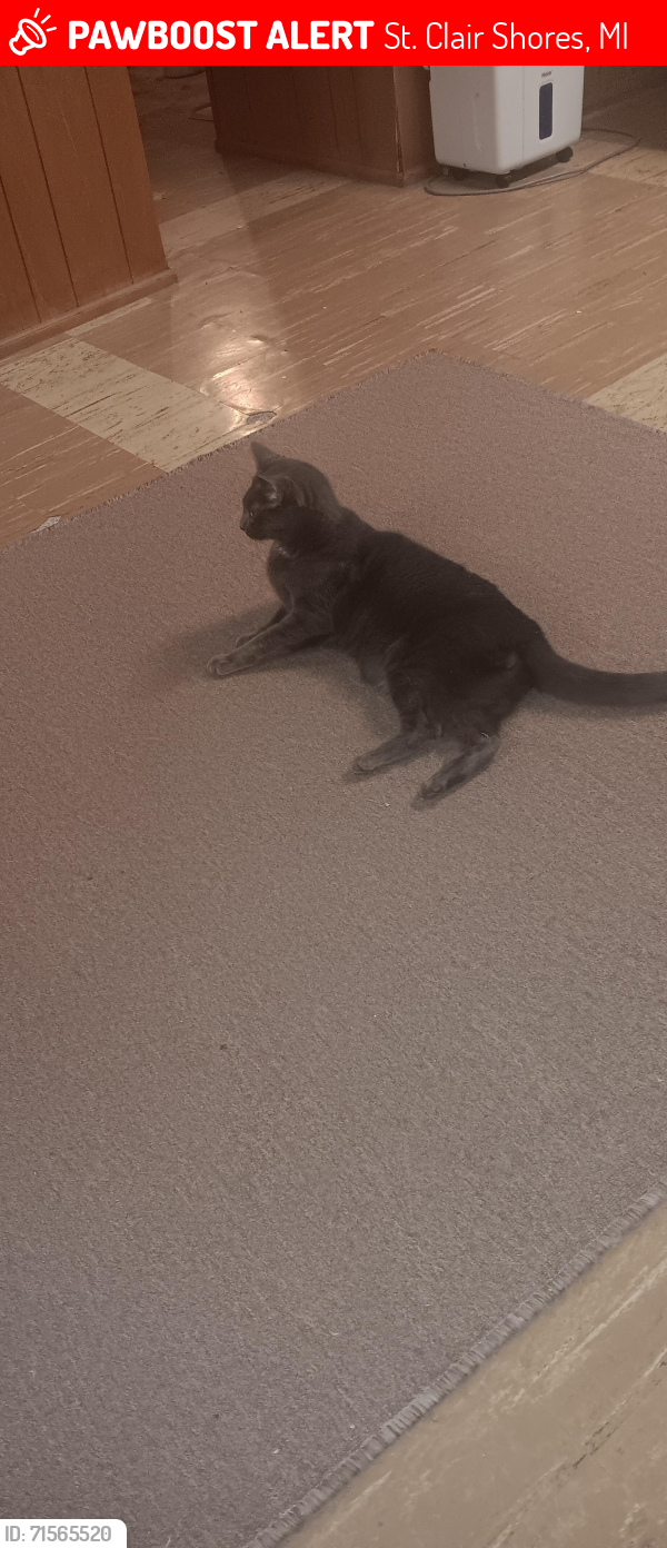 St. Clair Shores, MI Lost Male Cat, Cooper Is Missing | PawBoost