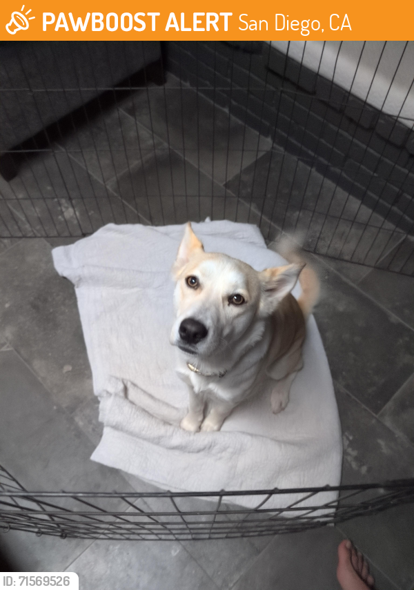San Diego, CA Stray Female Dog Found Near Kelton and bollenbacher ...