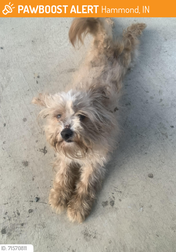 Hammond, IN Stray Female Dog Found Near ridgeland ave, hammond, indiana ...