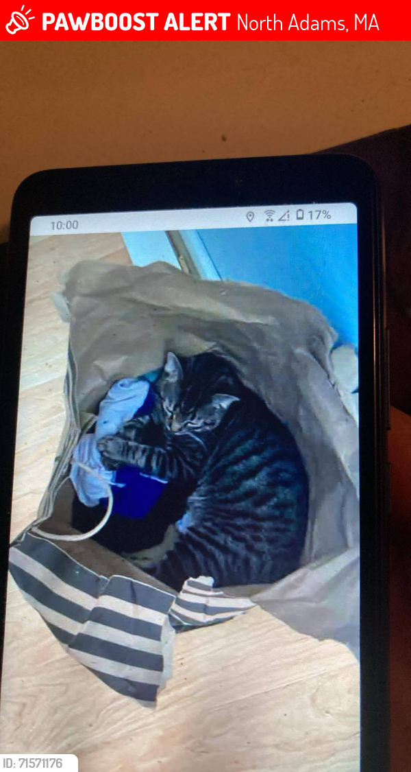 North Adams, MA Lost Male Cat, Bandit Is Missing | PawBoost