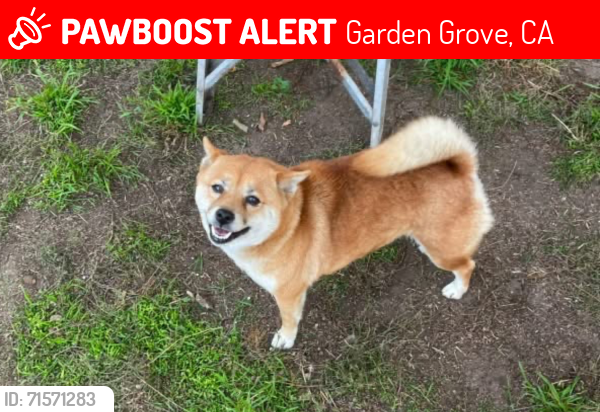 Garden Grove, CA Lost Female Dog, Hatchi Is Missing | PawBoost